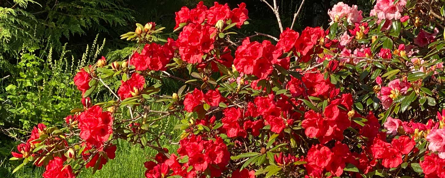 Being a Clearing for the Unexpected – Gale Leadership Development