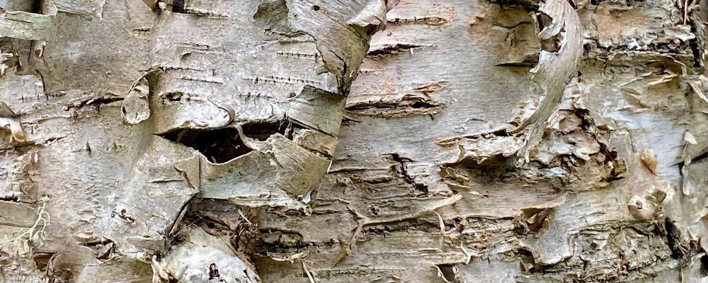White Paper Birch – Gale Leadership Development